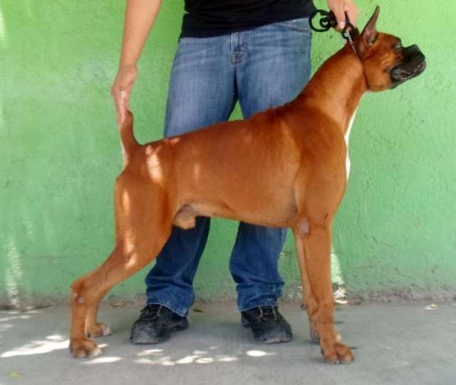 Hermosos cachorros boxer excelente calidad con pedigree internacional ...